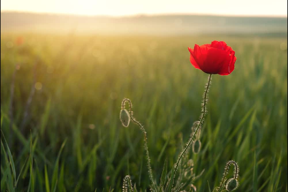 What Plant Does Heroin Come From? | Heroin Plant | Guardian Recovery ... What Plant Does Heroin Come From? | Heroin Plant | Guardian Recovery ...