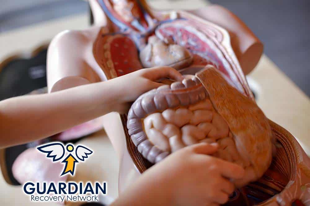 What Does Meth Do to Your Body? - Guardian Recovery